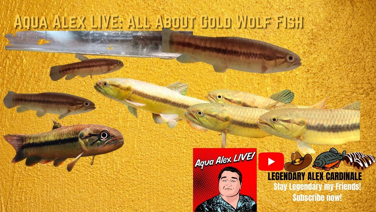 Aqua Alex LIVE: All About The Gold Wolf Fish ( Hoplerythrinus ...