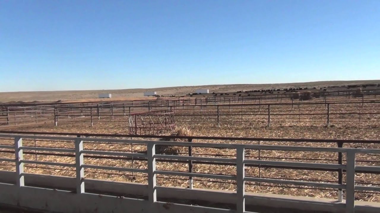 Callicrate Cattle Co tour with Mike Callicrate - YouTube