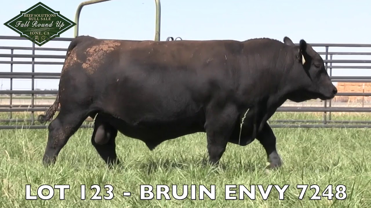 LOT 123 BRUIN ENVY 7248 - YouTube