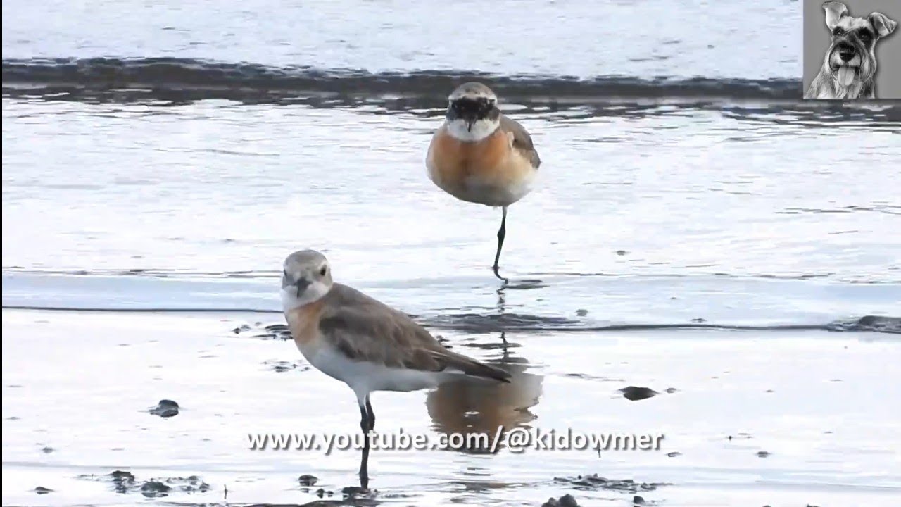 Migratory TIBETAN SAND PLOVERS in breeding plumage, Singapore - YouTube