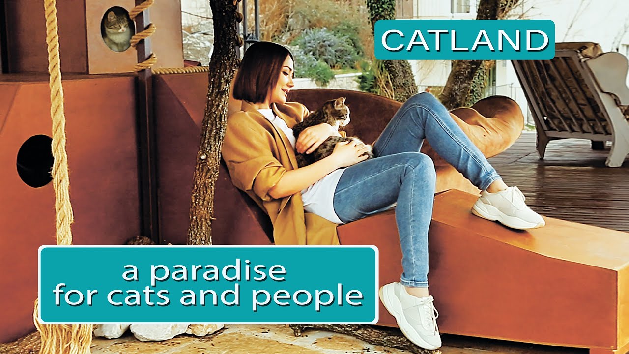 How Covid Lockdown and 35 Cats helped us build a NEW WONDERFUL WORLD of ...
