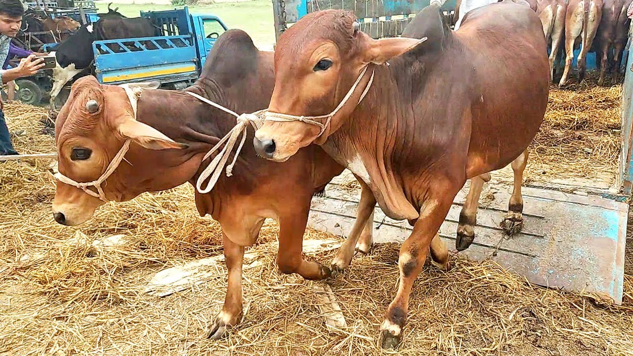 Cow Unloading | Goru Video | Bull Unloading | Goru,Hambba Ep -181 - YouTube