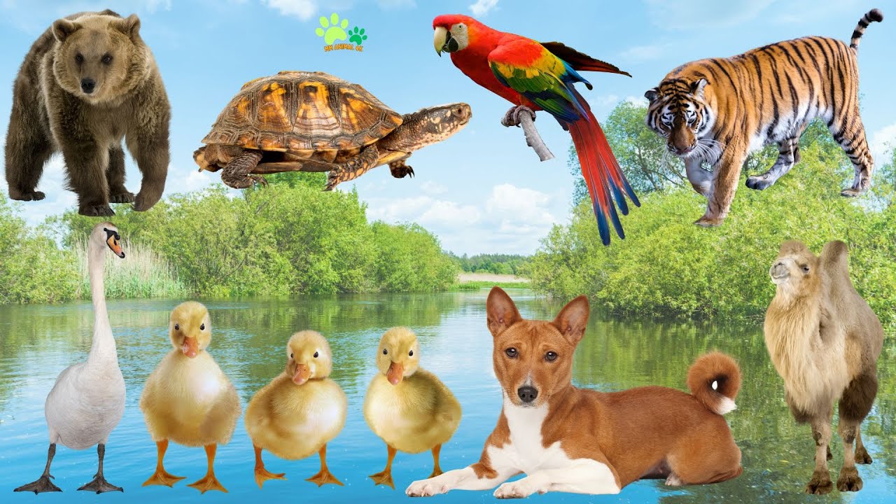 Popular animals in the world: Dog, Bear, Tiger, veth, Camel, Swan, Duck ...