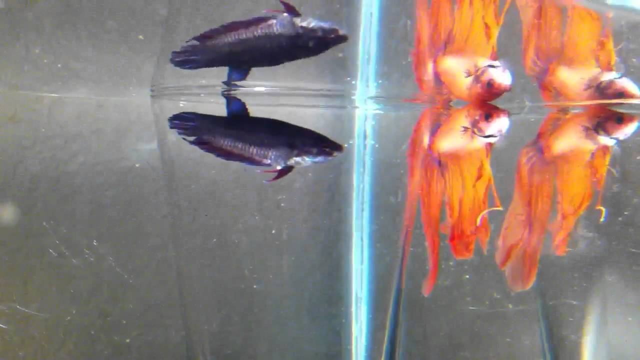 Betta (Siamese fighting fish) Fish Mating Dance - YouTube
