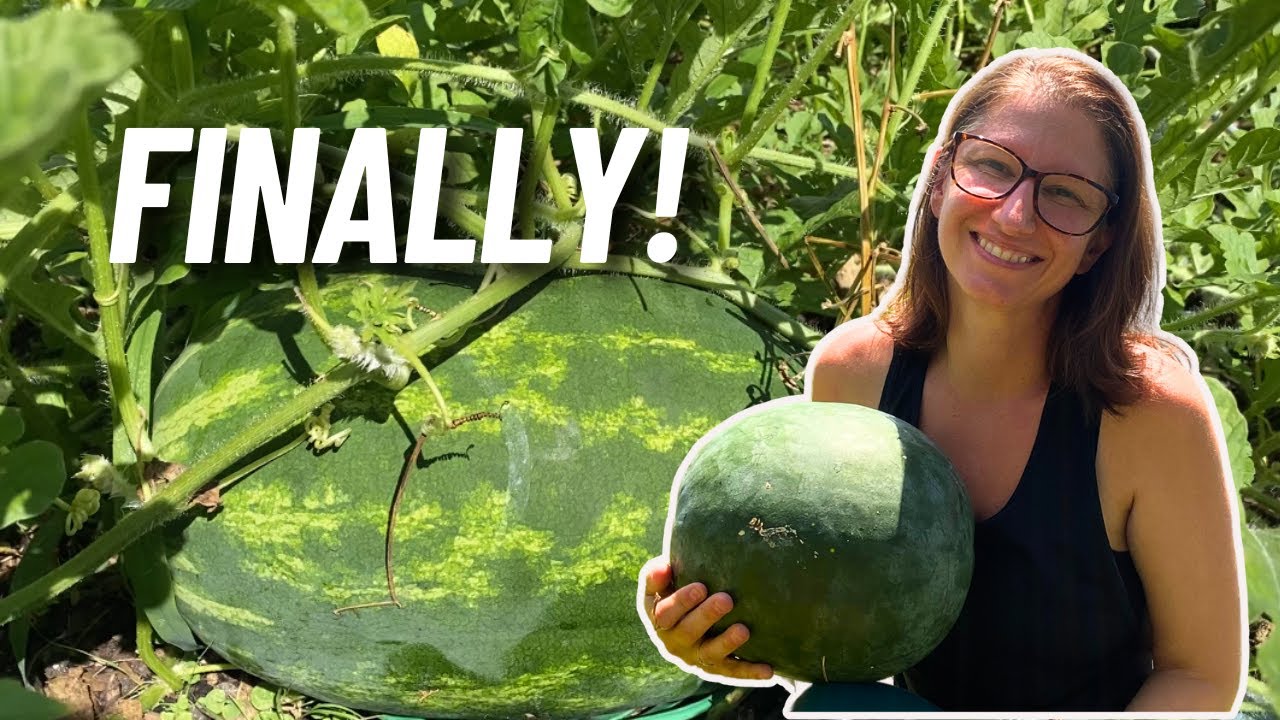 She Did It! Watermelon Success At Last - YouTube