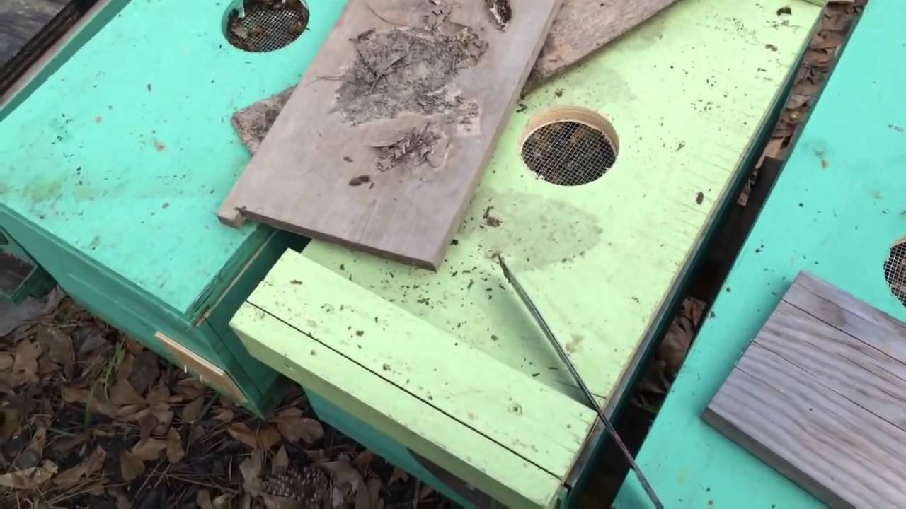 First Spring Queen Grafts 2014 - YouTube