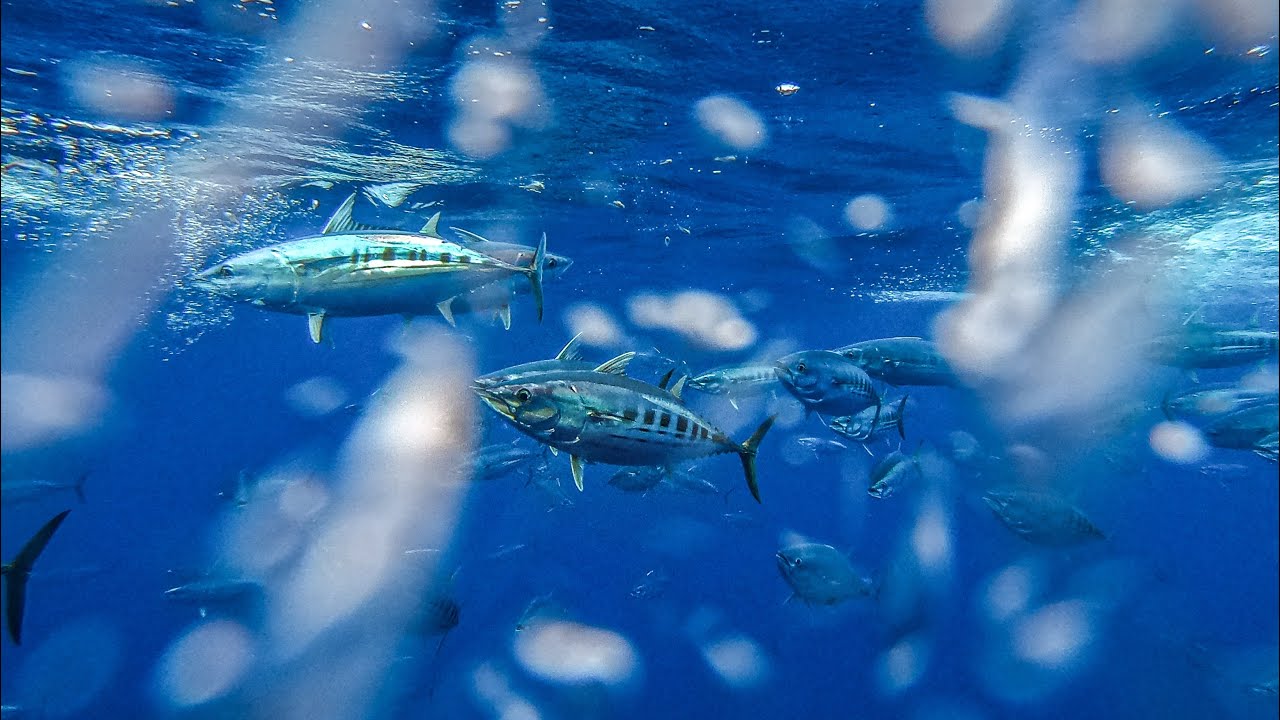 Sustainable Fishing. World most sustainable Fishing - YouTube