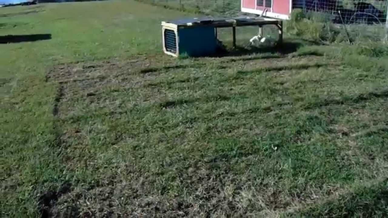 rabbit tractor video # 2 What happens to your yard after the rabbit ...