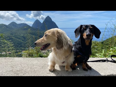 What Has Happened To Crusoe The Celebrity Dachshund