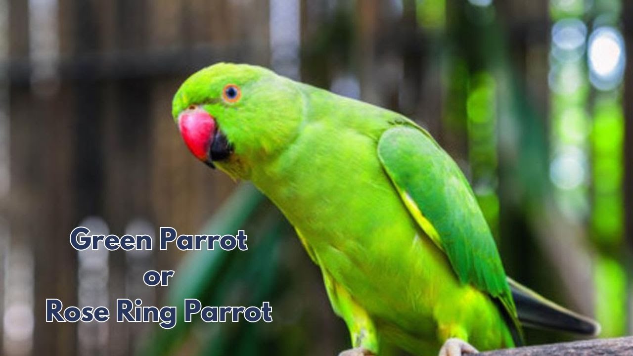 Green Parrot or Rose Ring Parrot - YouTube