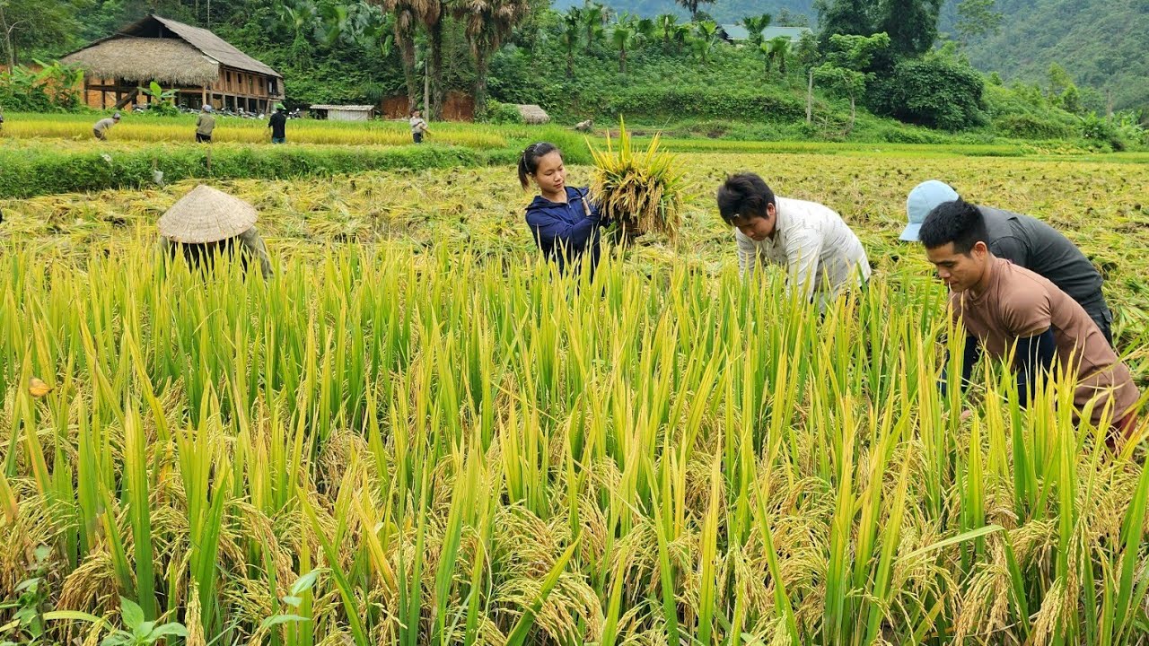 Poor girl helps people harvest spring rice crop in 2025 to earn extra ...