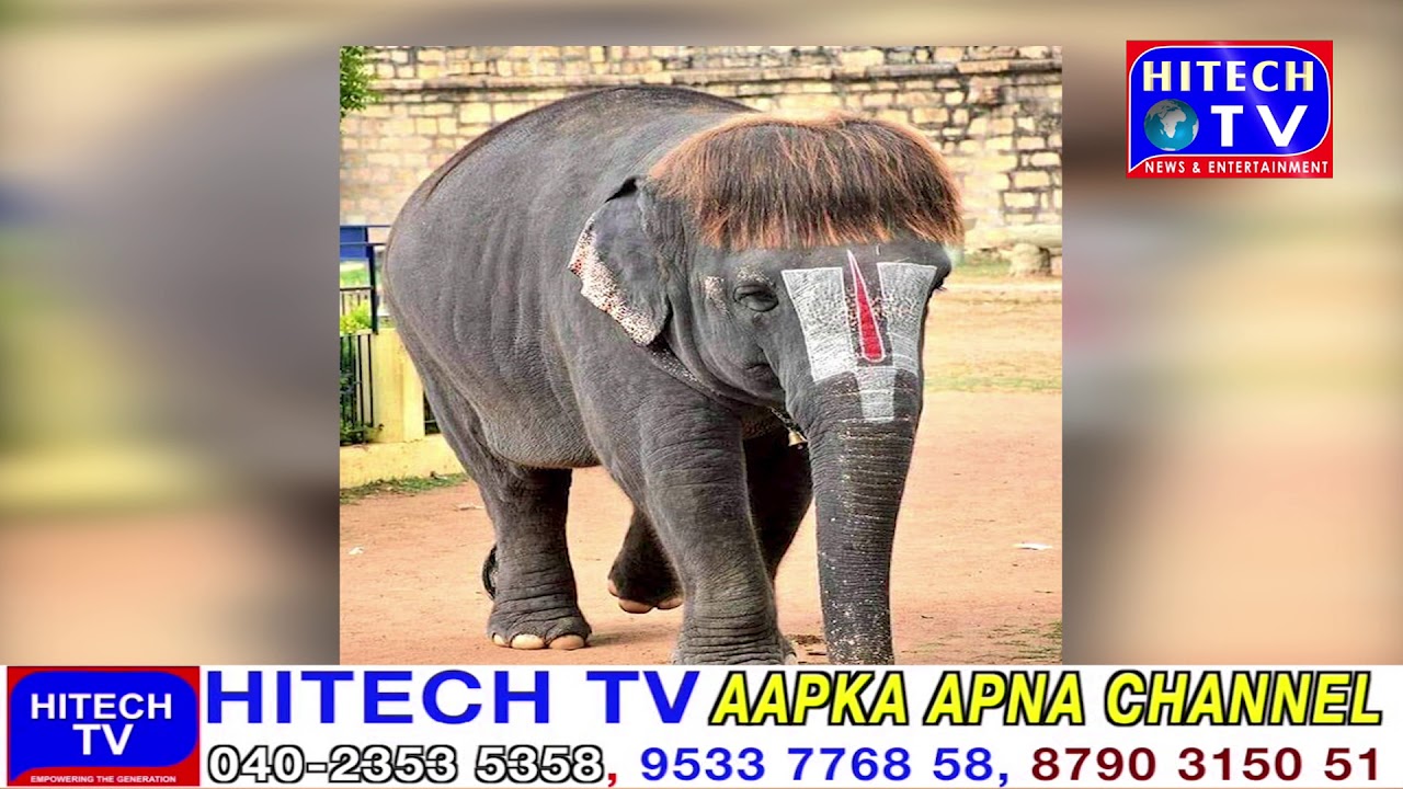 Elephants Bob Cut Sengamalam Hairstyle - YouTube