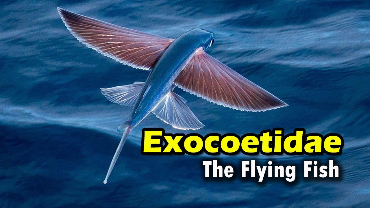 Exocoetidae : The Flying Fish - YouTube