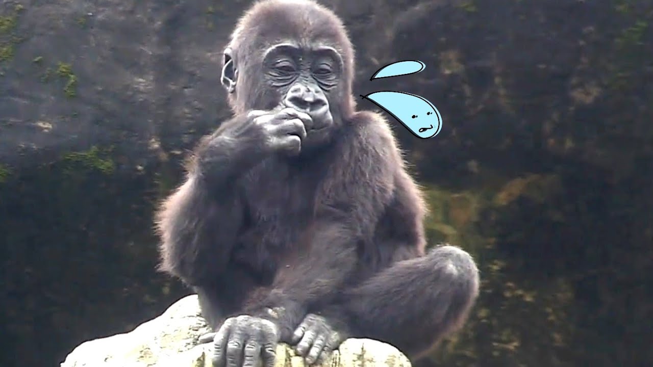 Ringo is so cute 😍|D'jeeco Family|Gorilla|Taipei zoo - YouTube