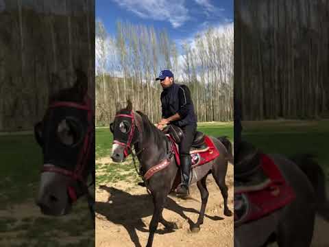 Arap Atlarda Cirit Eğitimi Başlangıcı