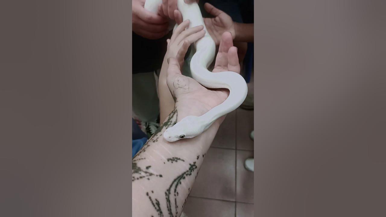 #shorts : ball python love. #snake #newfriendseverywhere - YouTube