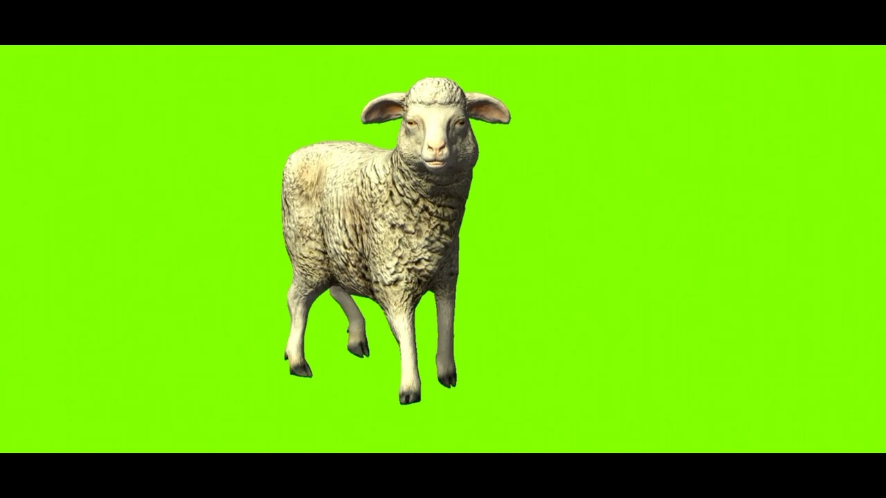 Green Screen Sheep Right side Walking | Green Screen Sheep ...