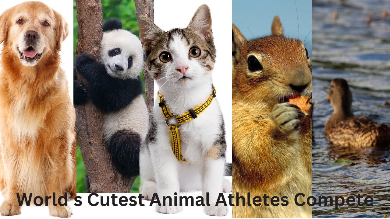 World’s Cutest Animal Athletes Compete! / PawPal - YouTube