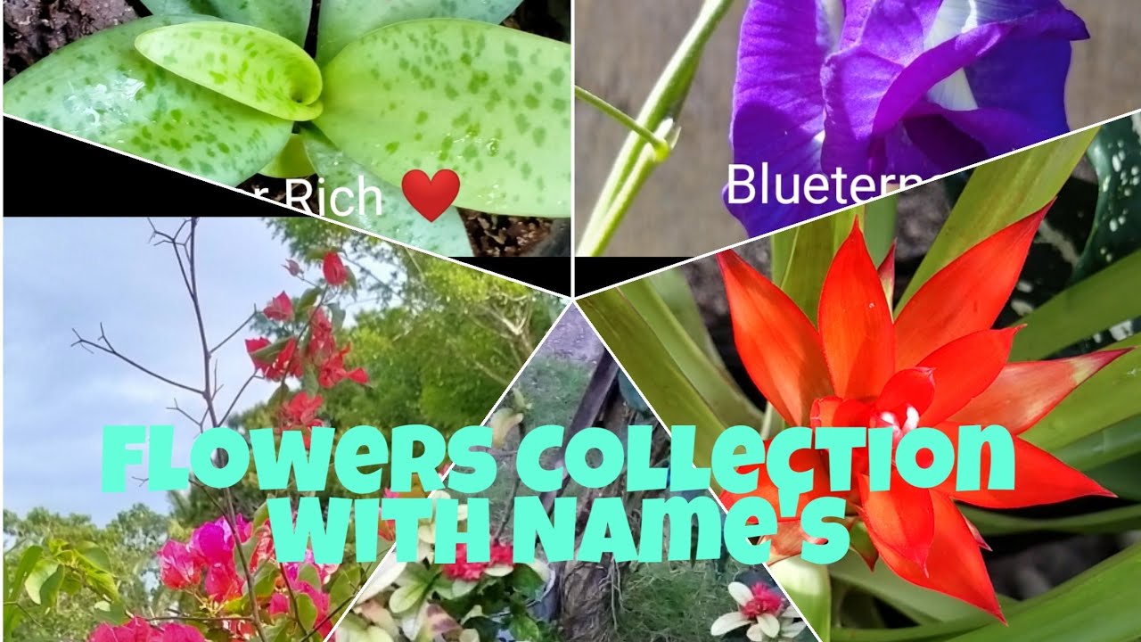 Flowers Collection With Name's | Gen Ladra - YouTube