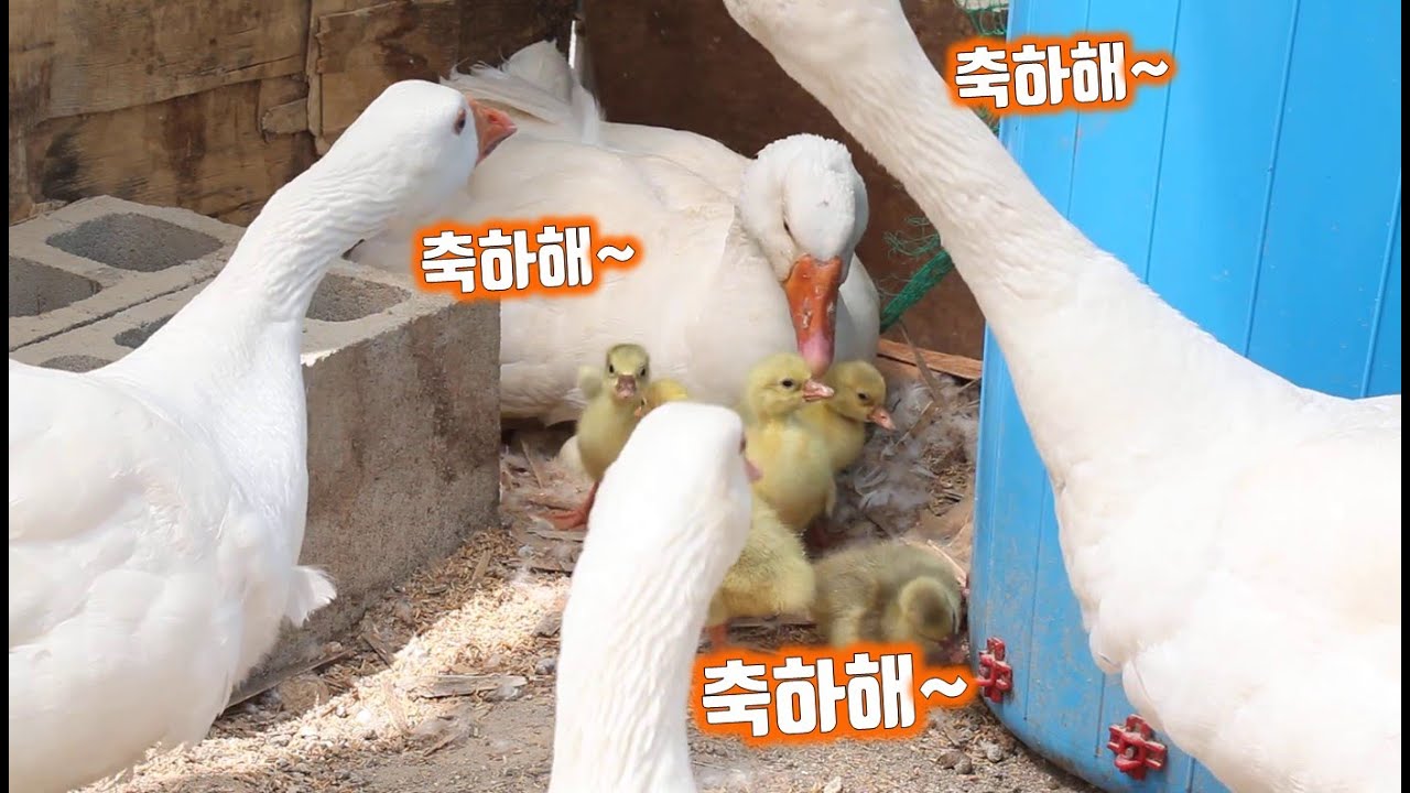 아기 거위의 탄생을 축하해주기 위해 찾아온 거위 친구들(Goose friends come to celebrate the ...