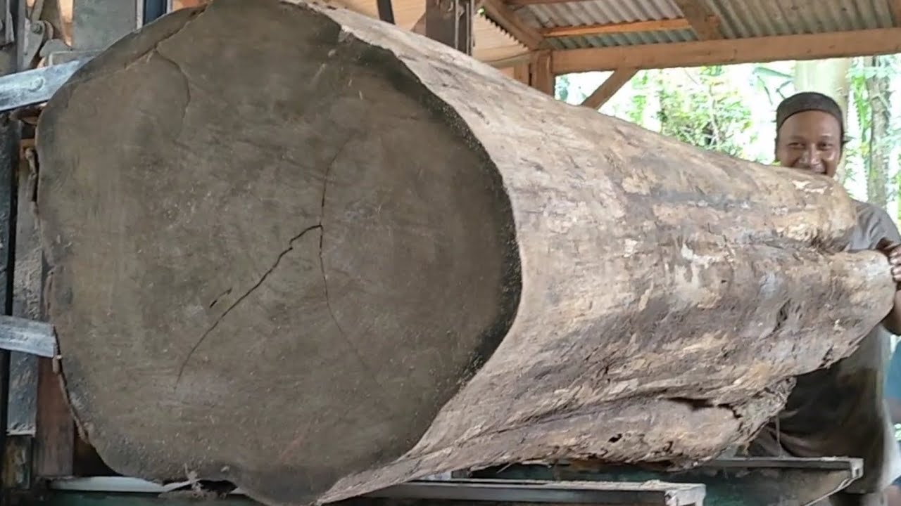 Kayu jati rakyat diakui dunia internasional asal Indonesia pemotongan ...