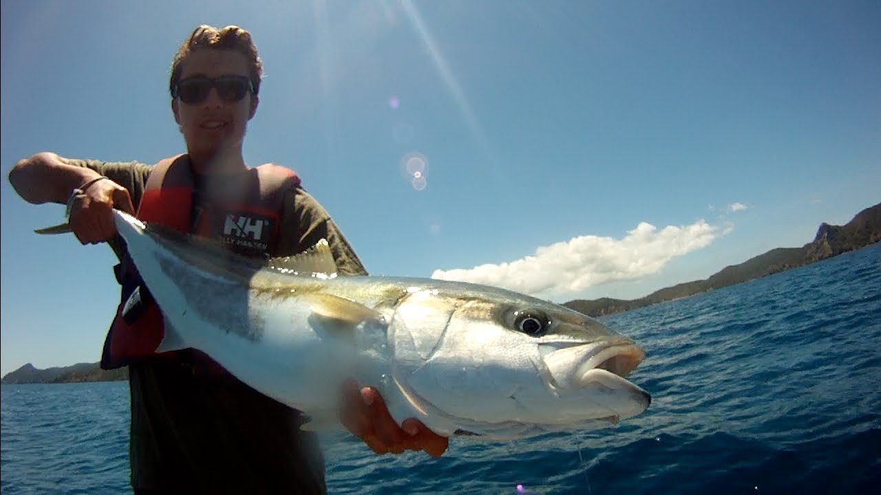 Great Barrier's Big Kingfish - YouTube