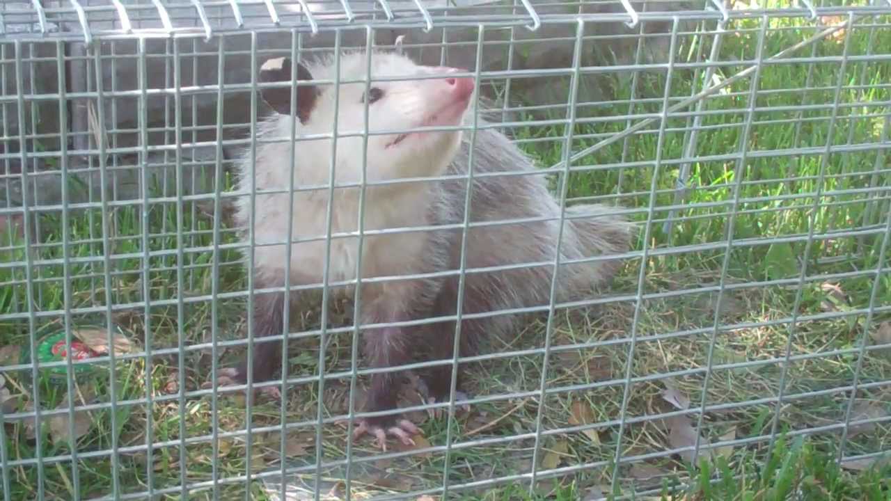 A young possum in a trap - YouTube