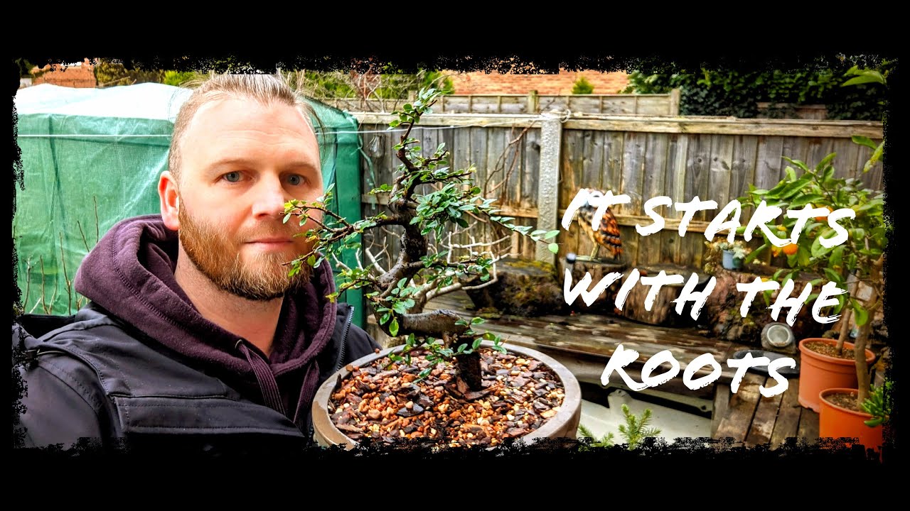 It all starts with the roots (on a Chinese Elm) - YouTube