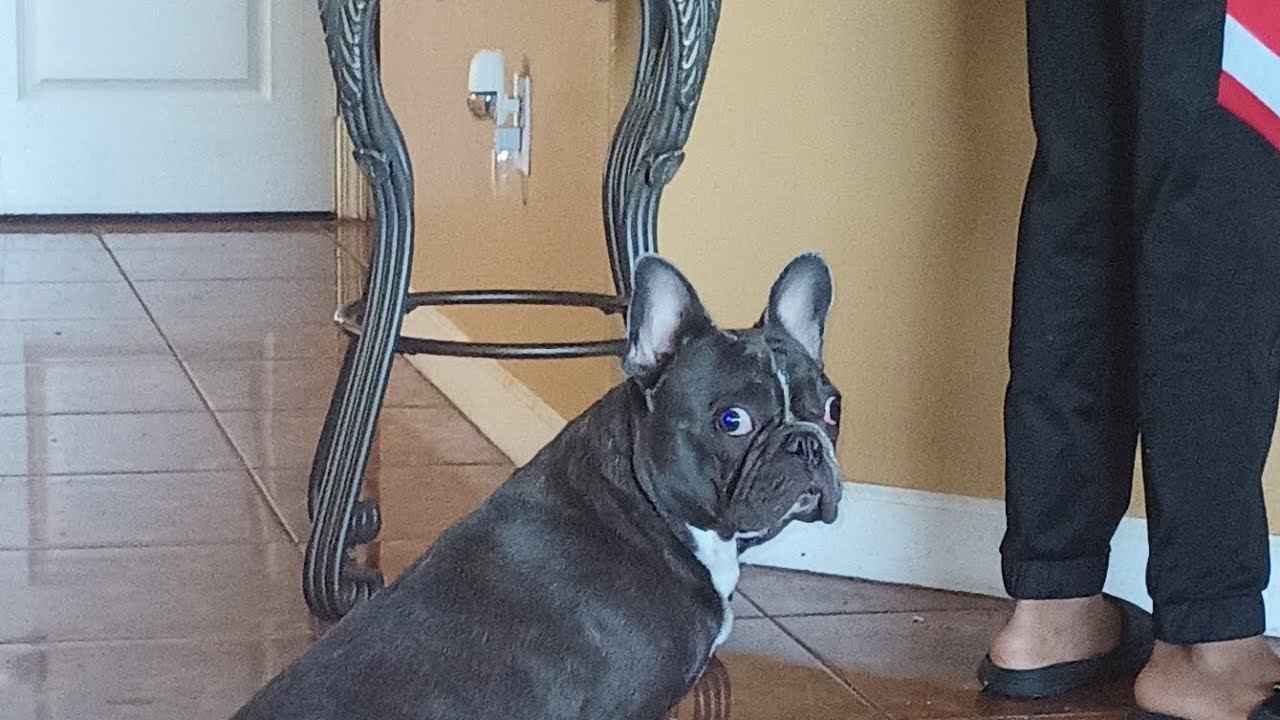 Bad Frenchie, Bad Guy - YouTube