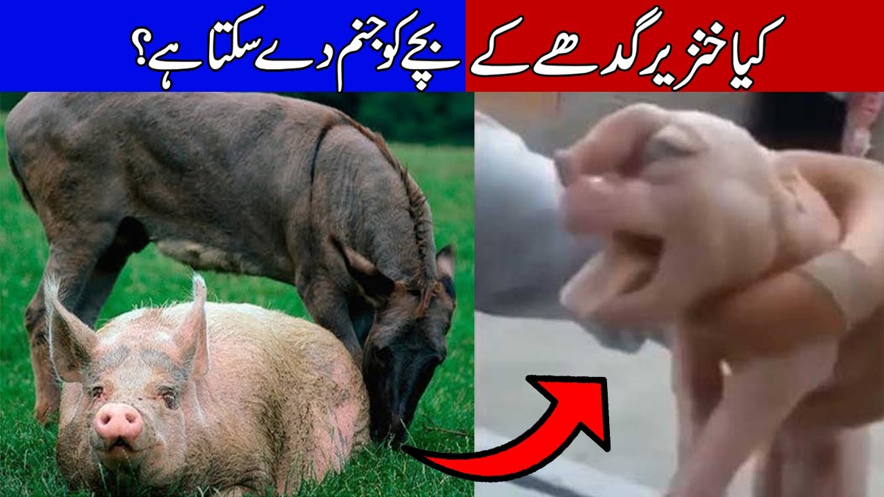 Why Did God Create The Pig | American Pigs Life Story | Facts With ...