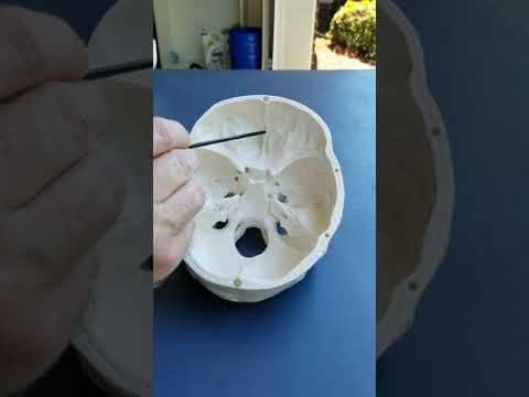 Open Skull Anatomy - YouTube