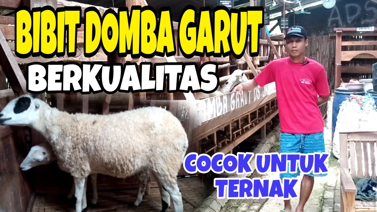 Disini tempatnya bibit domba garut berkualitas,cocok buat ternak - YouTube