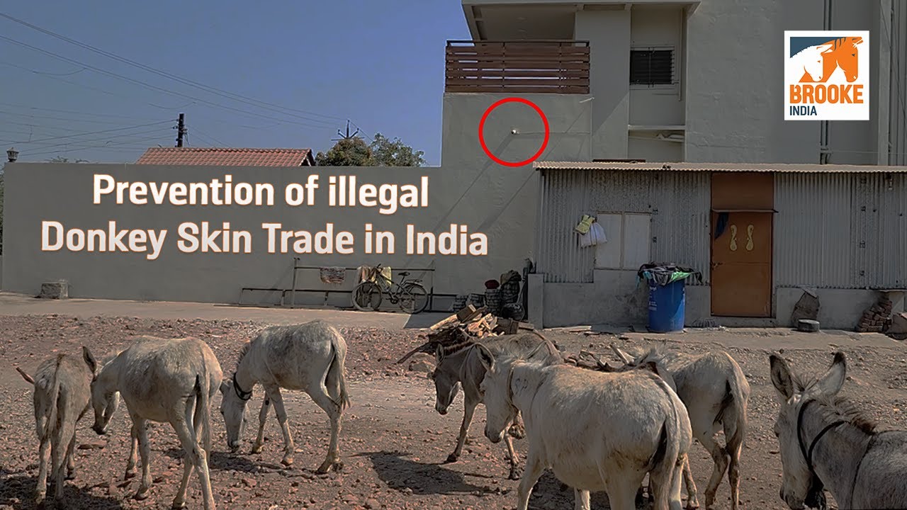 Prevention of illegal Donkey Skin Trade in India || - YouTube