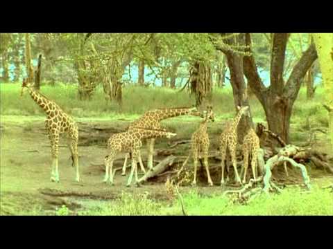Giraffe the impossible animal 3of5.mp4 - YouTube