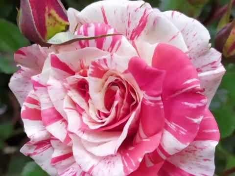 Kane Muhammed Mustafa ilahi Kani Muhammed Mustafa ilahi ilahiler Türkçe Arapça Kürtçe ilahiler duaet