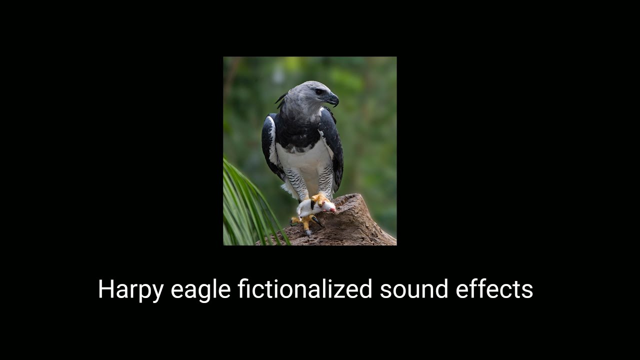 All Harpy eagle fictionalized sound effects. - YouTube