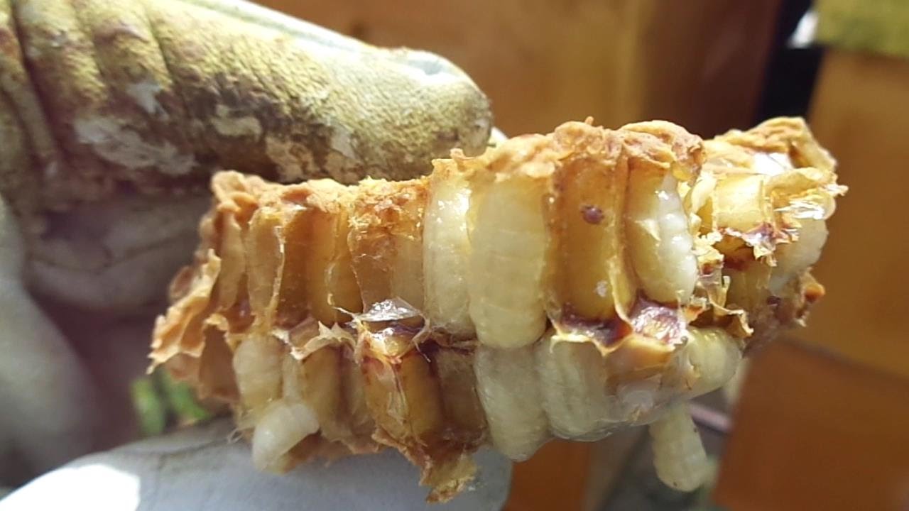 Warroza - zabójca pszczół - YouTube