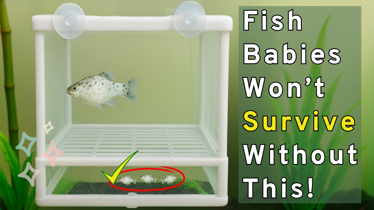 How to Setup Fish Breeding Net Box | Breeding Box for Molly Fish in ...