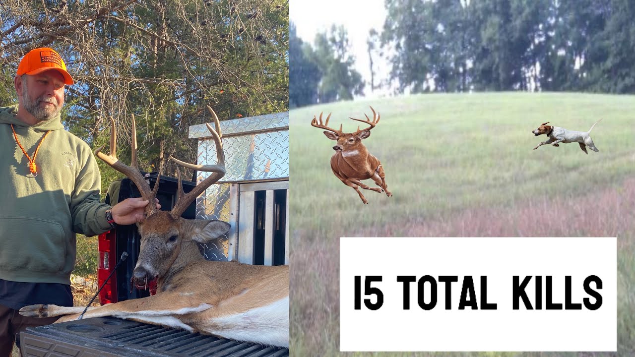 Deer Hunting With Dogs | 15+ Deer Killed - YouTube