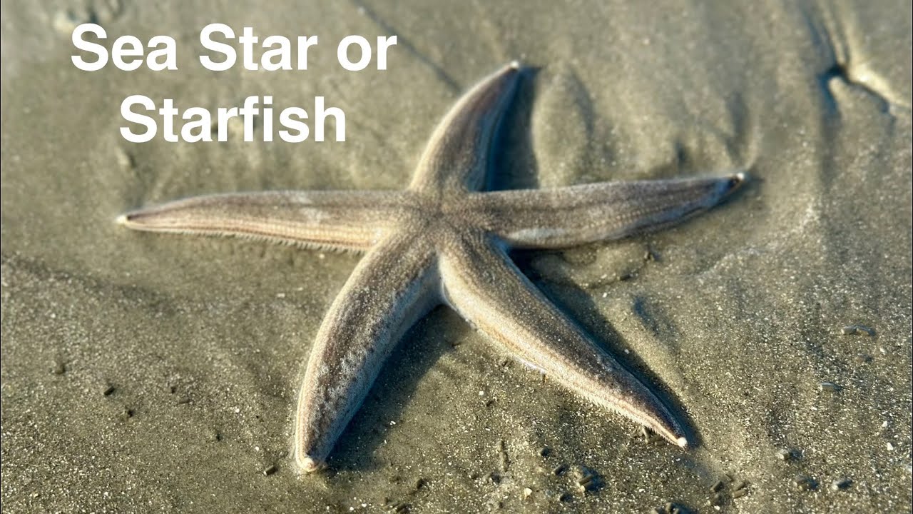 Sea Star or Starfish Fun Facts - YouTube