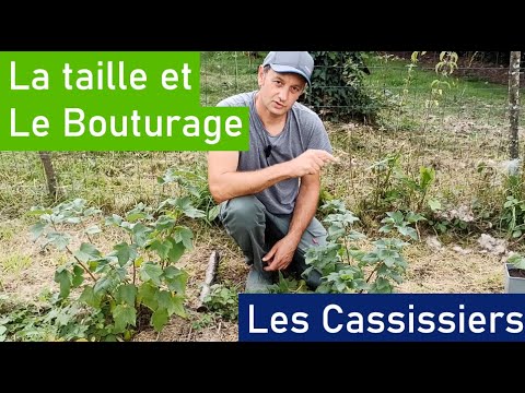 Cassissier: L'importance de la taille et le bouturage - YouTube