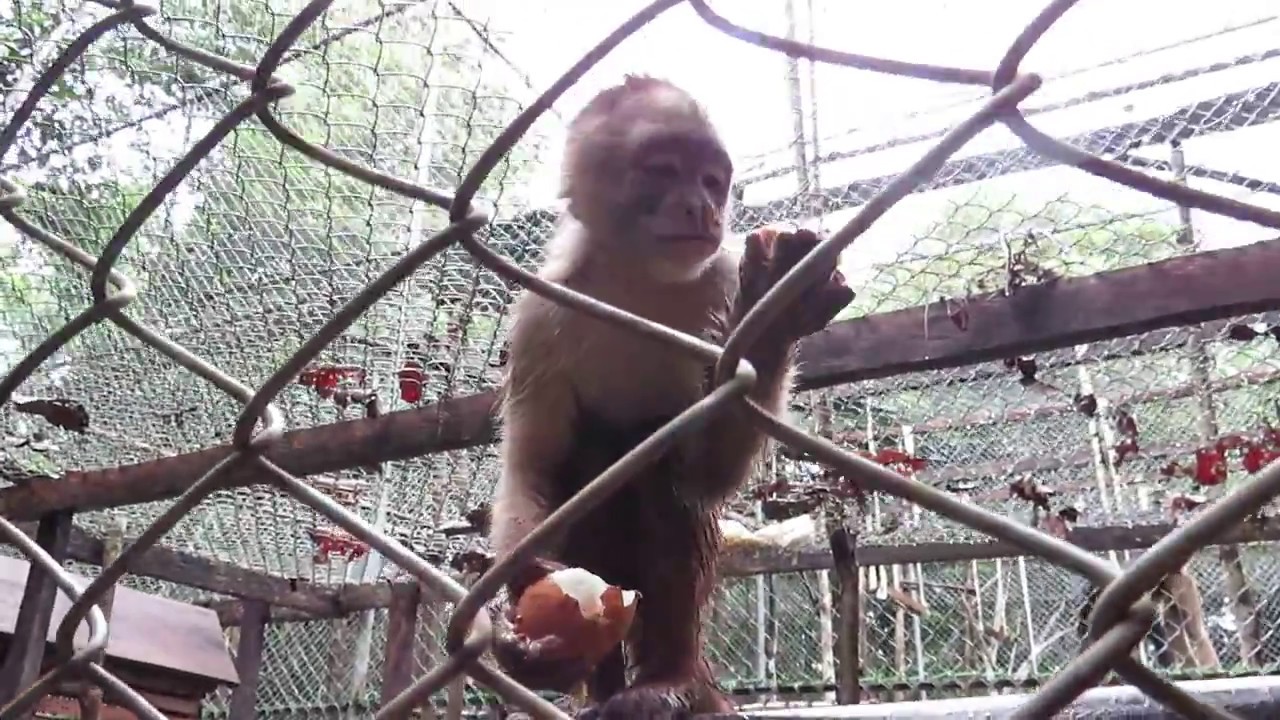 Greedy rescued Capuchin Monkey - YouTube