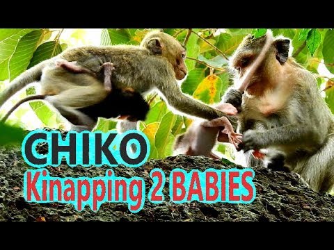 AMAZING...WHY ALPHA DOESN'T STOP CHIKO ?? Gangster Chiko Kidnapping 2 ...
