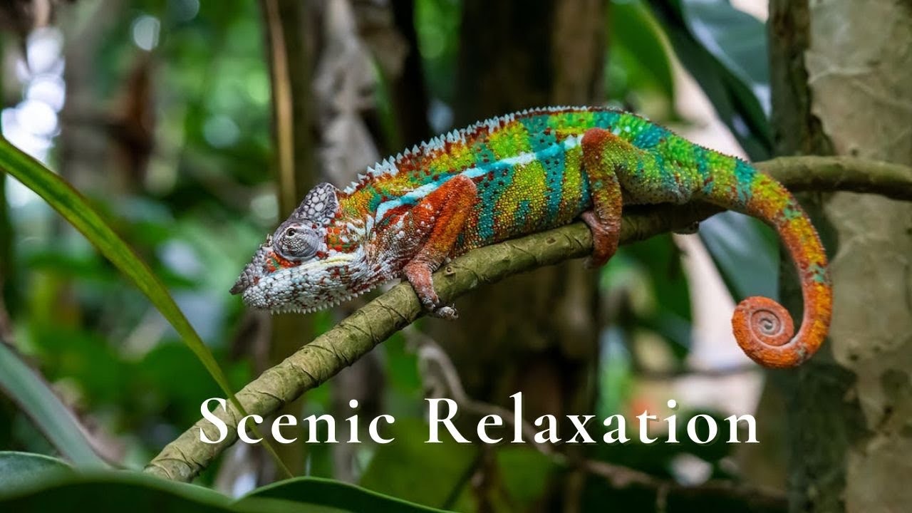 Animal Planet 4K Inspirational Music Scenic Wildlife Film with - YouTube