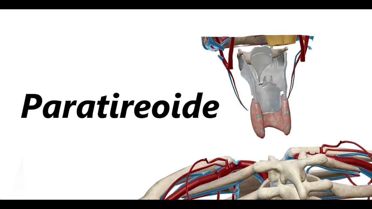 Paratireoide em 3D - YouTube