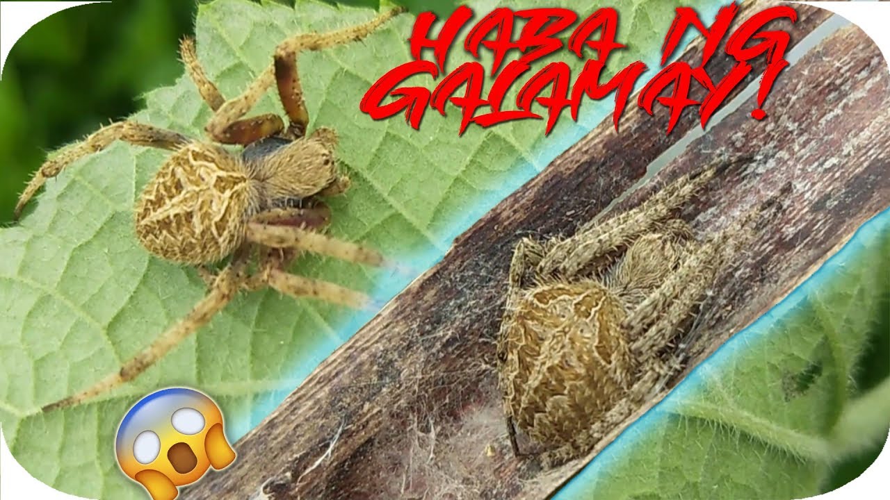 NGAYON LANG AKO NAKAHANAP SA MUKHANG MARASAMON NA HALAMAN SA TABING ...