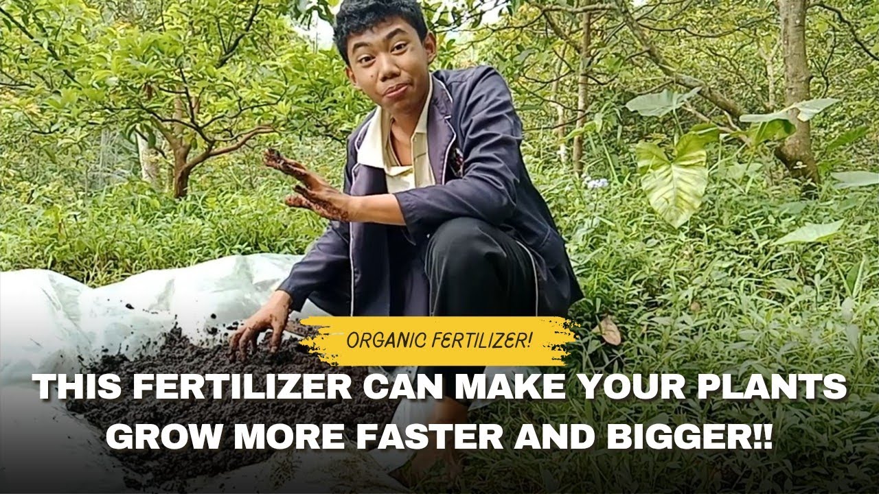 IT'S THE BEST FERTILIZER FOR YOUR UNIQUE AVOCADO PLANT!!! ORGANIC ...