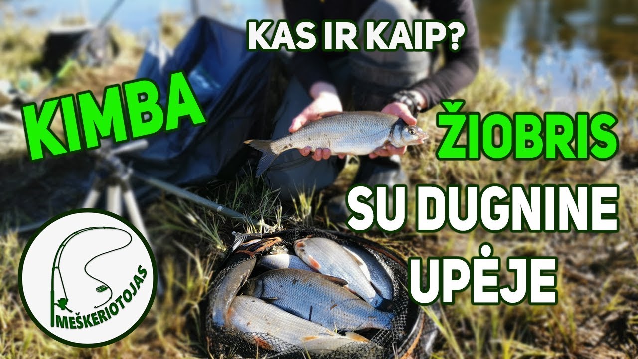 Žvejyba dugnine UPĖJE - ŽIOBRIS (Vimba) - YouTube