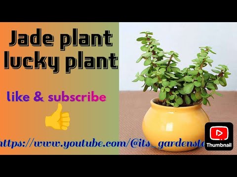 JADE PLANT/LUCKY COMPLETE CARE GROWING TIPS PROPAGATION/IS JADE INDOOR# ...