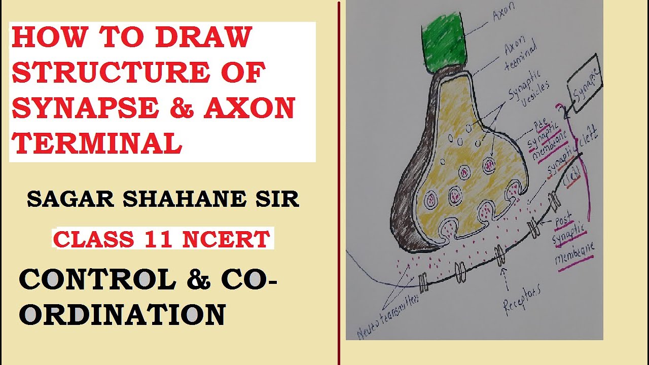 How to draw synapse and axon terminal - YouTube